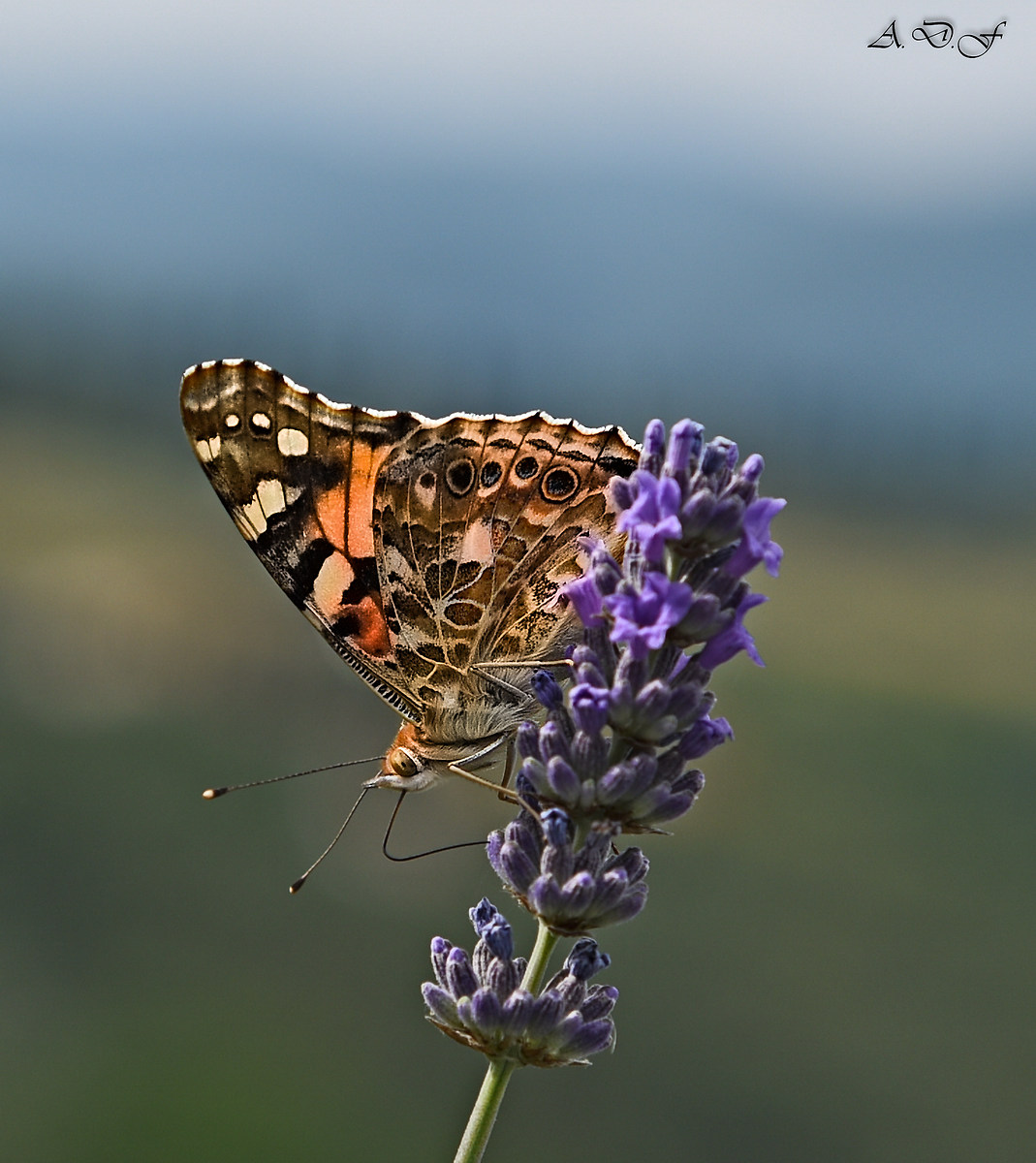The Butterfly | JuzaPhoto
