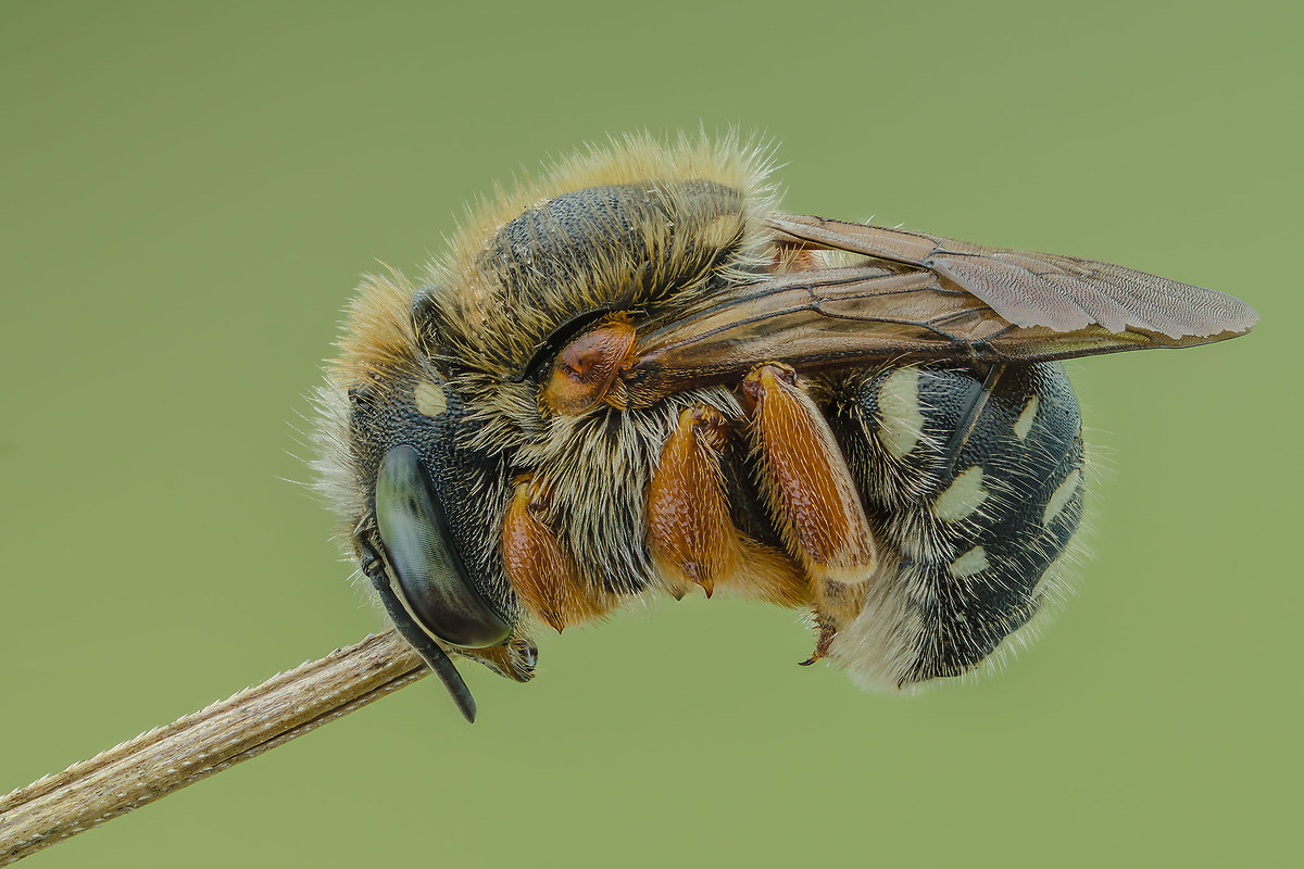 Anthidium punctatum | JuzaPhoto
