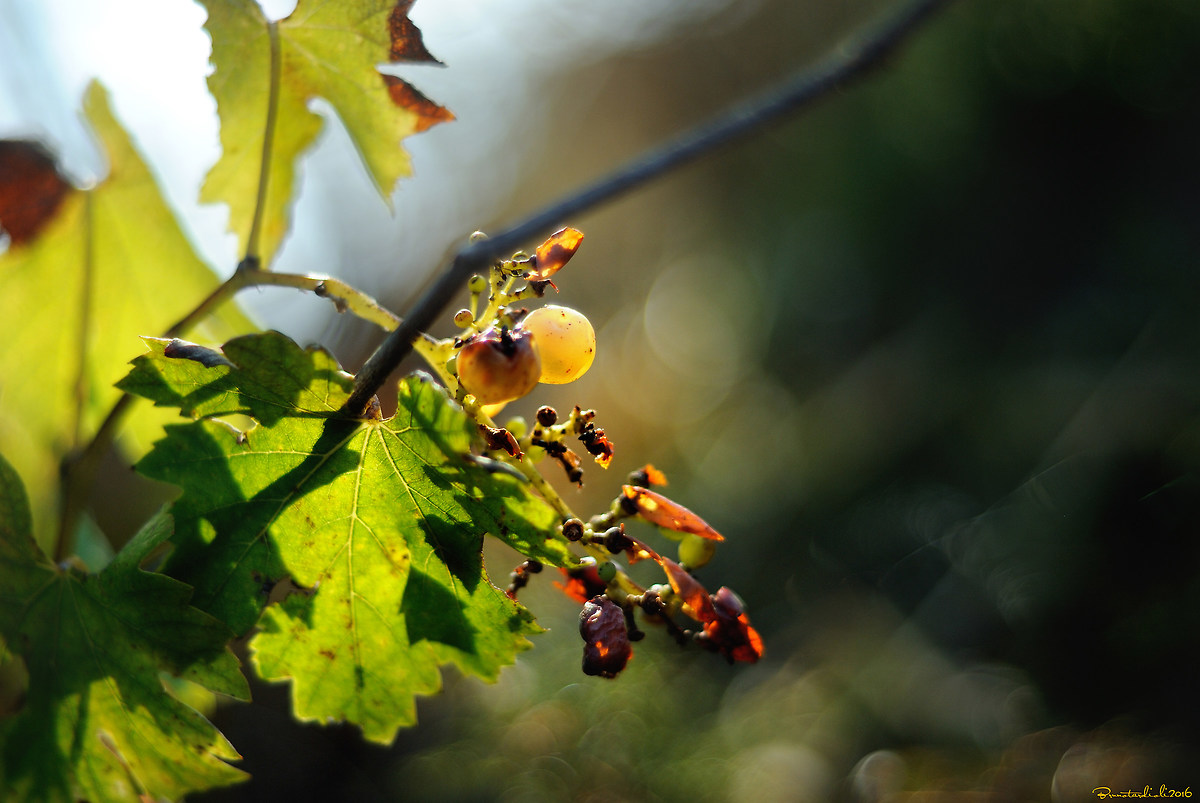 La Bellezza dell'Imperfezione | JuzaPhoto