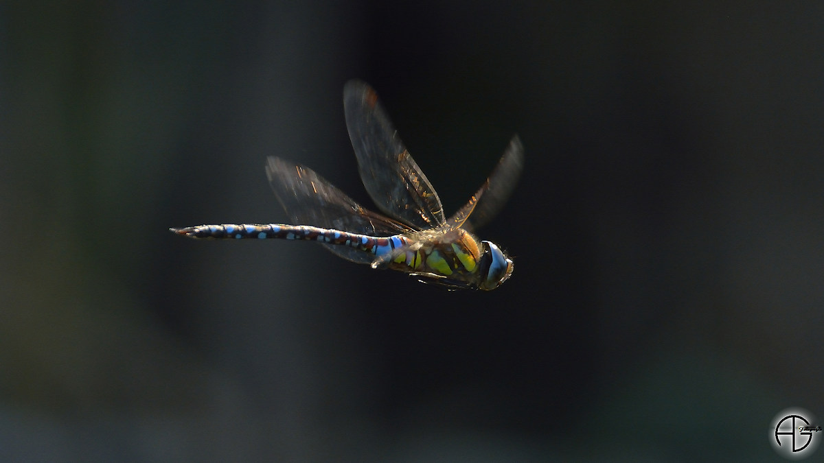 Libellula in volo ... | JuzaPhoto
