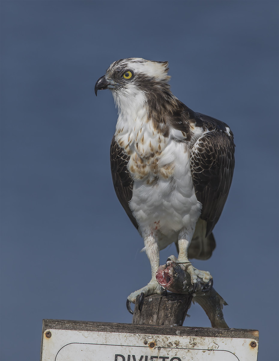 falco pescatore...le prime con 5dIV | JuzaPhoto