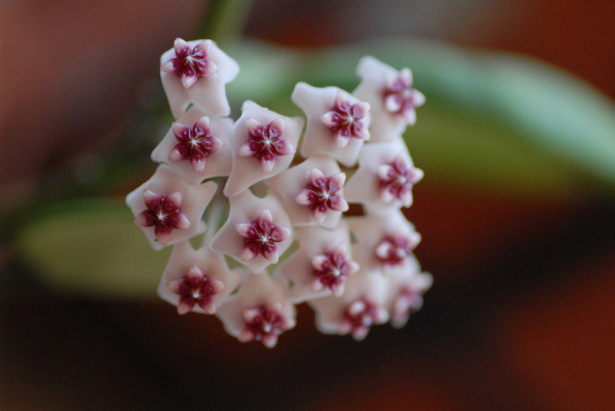 il fiore di cera | JuzaPhoto