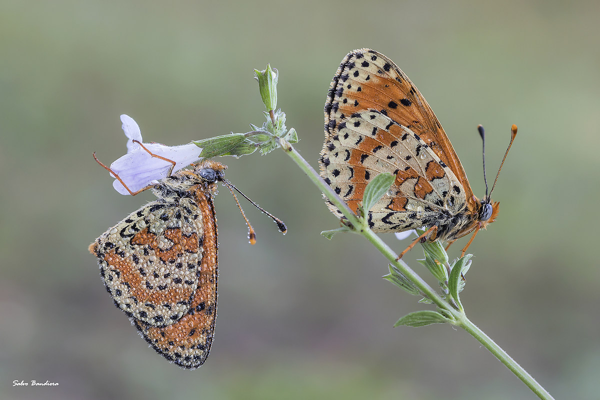 Melitee didyma. | JuzaPhoto