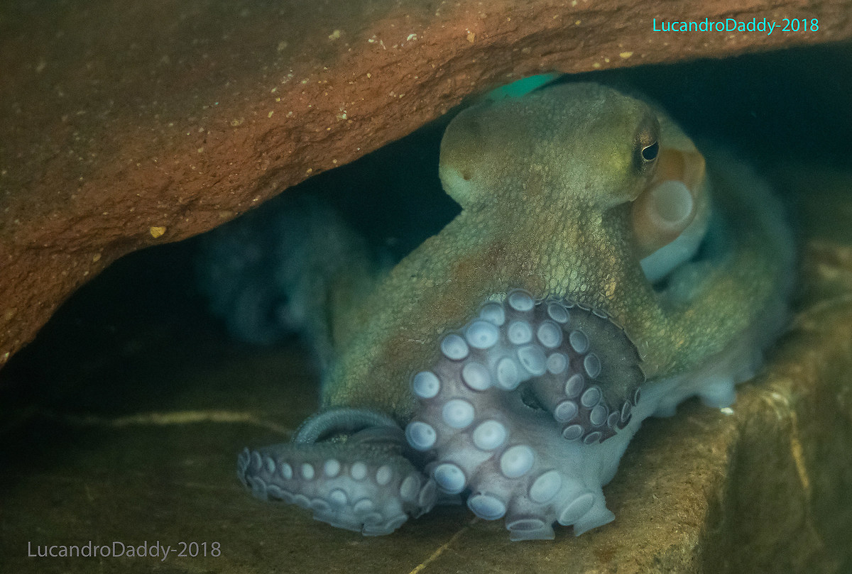 Creature misteriose e affascinanti | JuzaPhoto