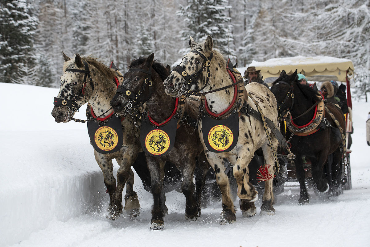 In viaggio con la quatto cavalli.. | JuzaPhoto