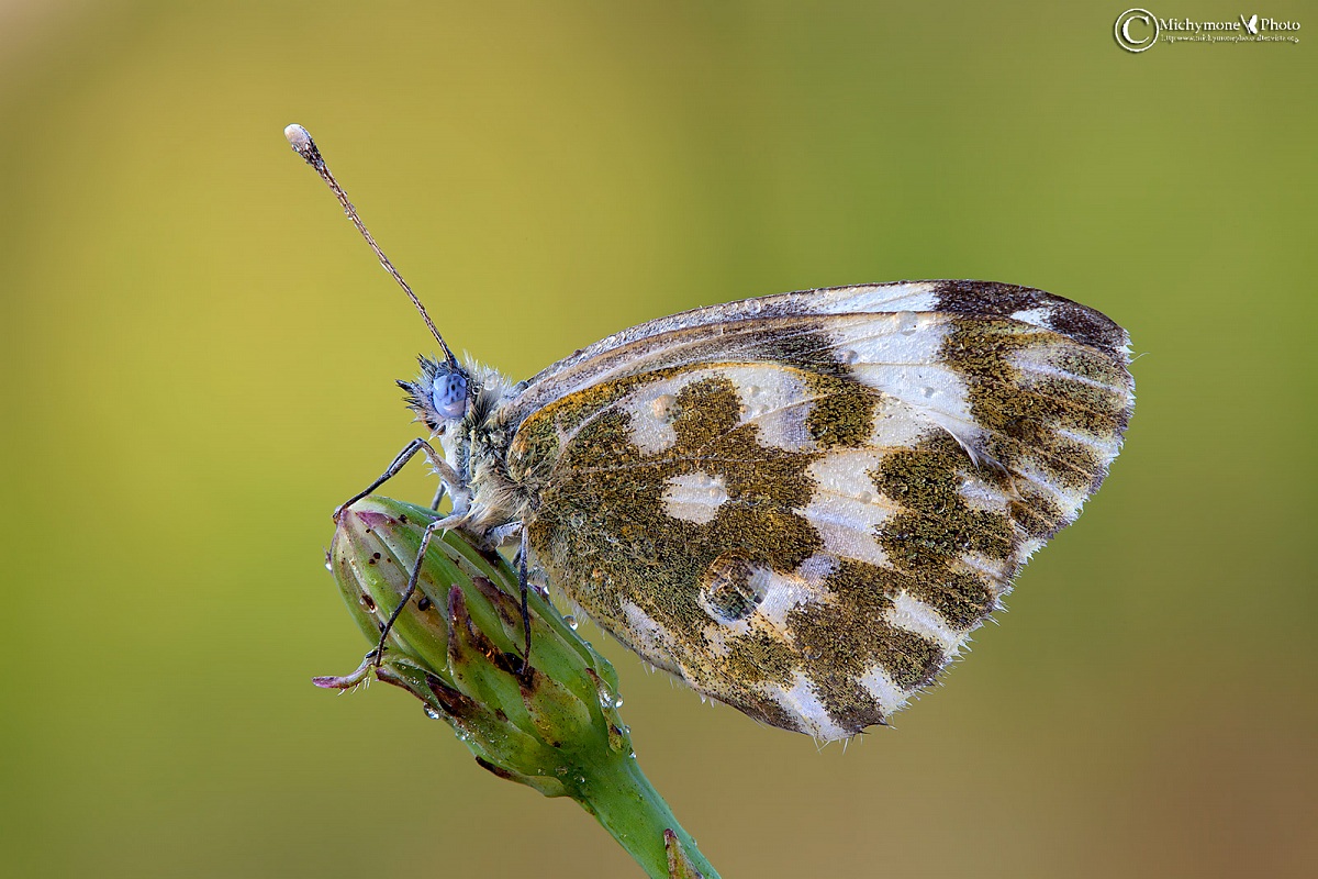 Pontia edusa (Fabricius, 1777) | JuzaPhoto