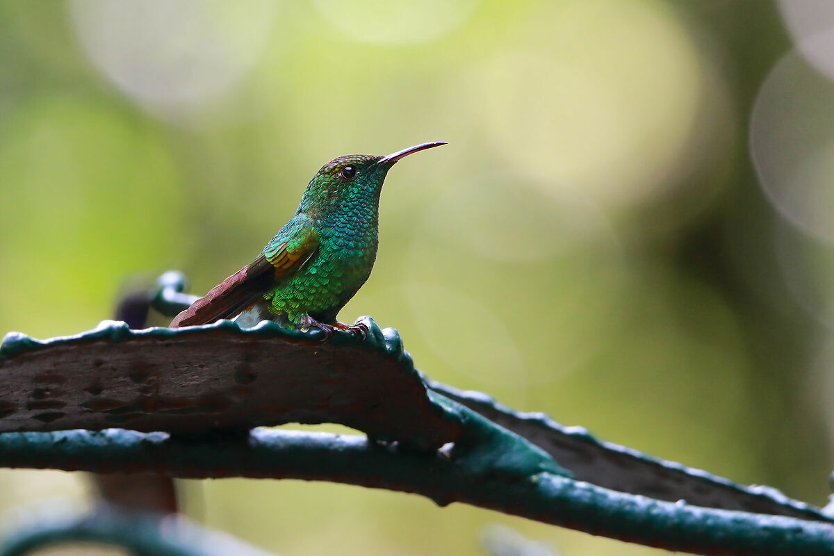 Coppery-headed Emerald male (Elvira cupreiceps) | JuzaPhoto