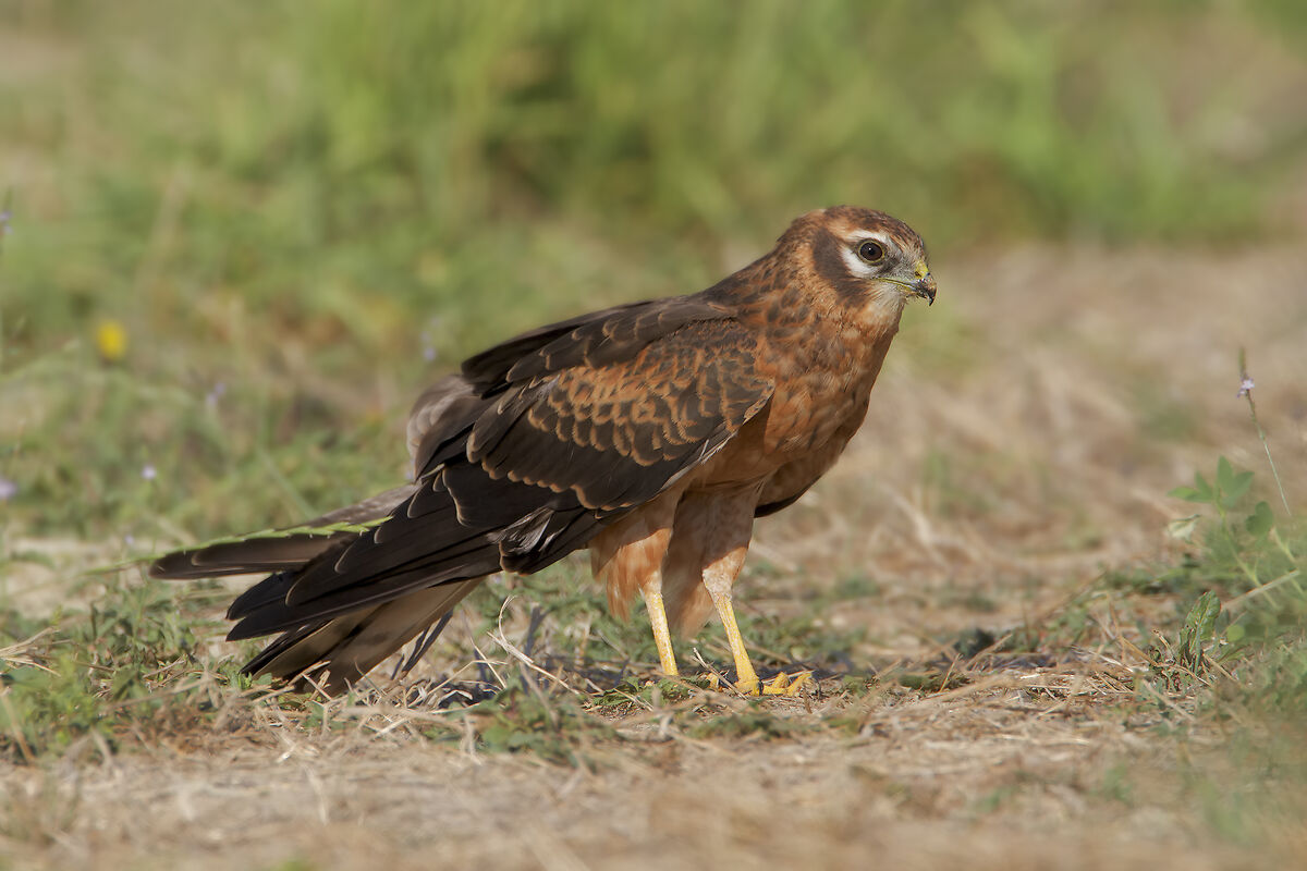 Albanella minore Juv. | JuzaPhoto