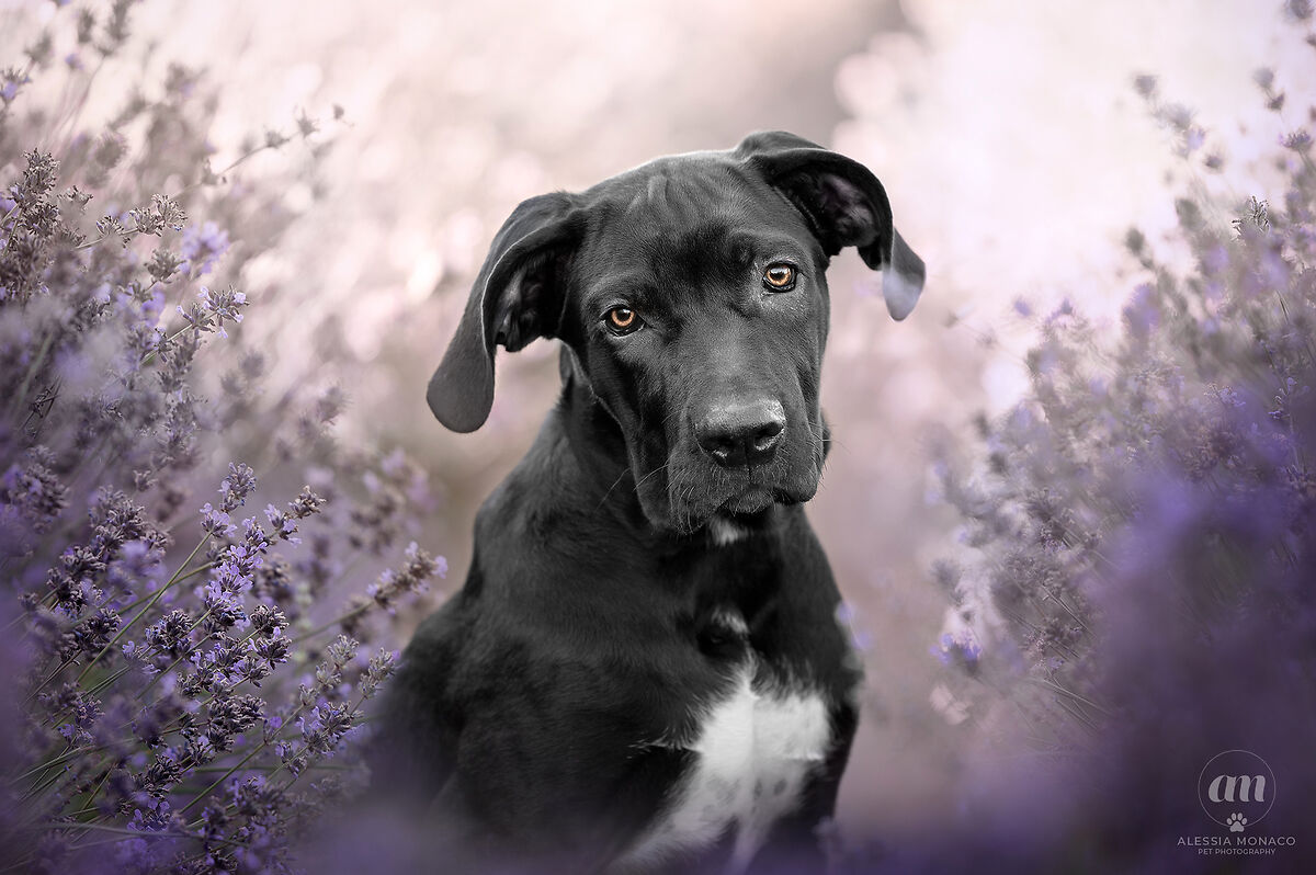 Bruce cane corso italiano | JuzaPhoto