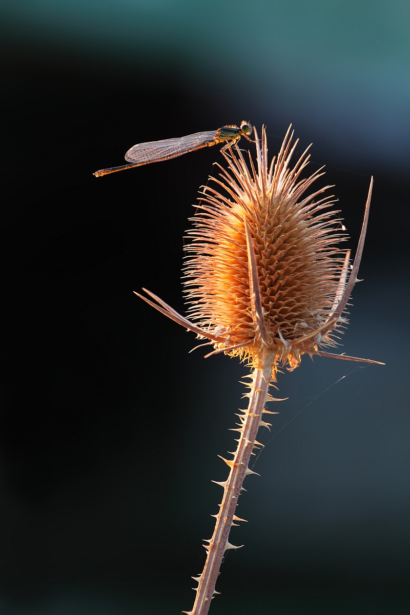 Damigella o fachiro? | JuzaPhoto