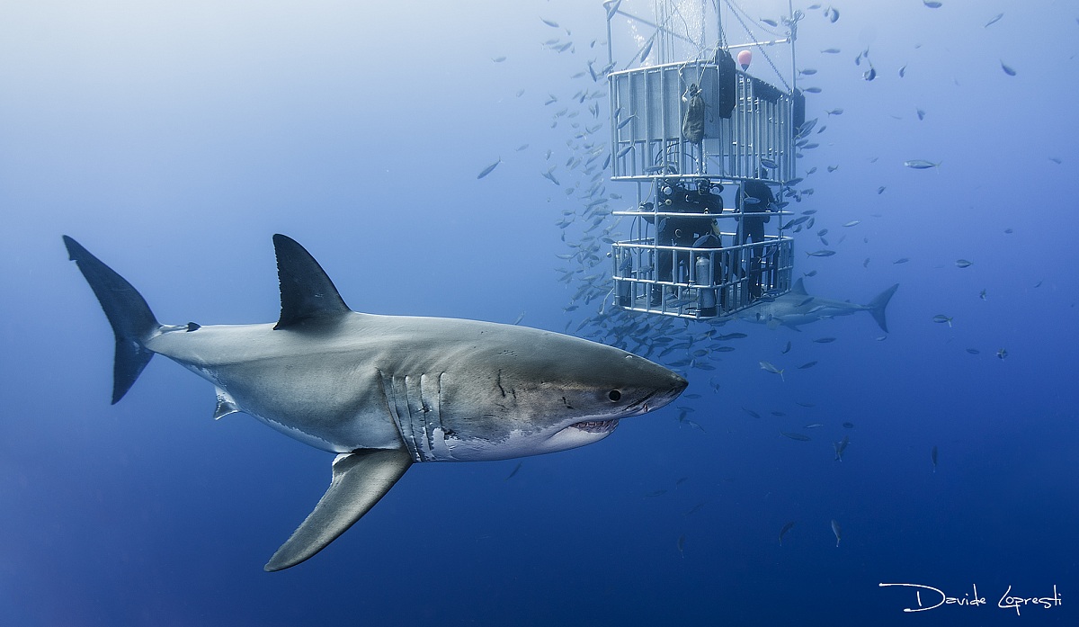 Cage diving, pagina 2 | JuzaPhoto