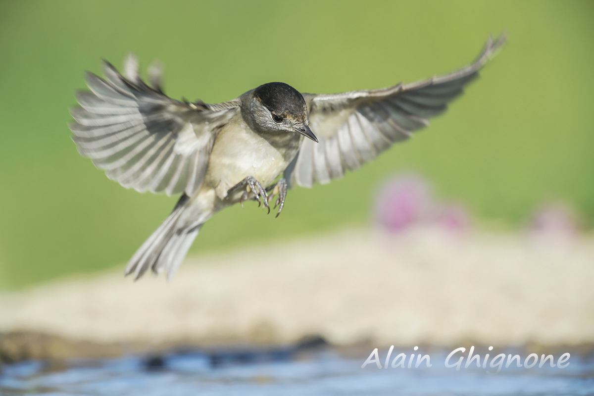 capinera al volo | JuzaPhoto